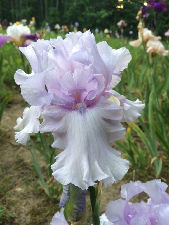 Tall Bearded Iris (Iris 'Pearl of Lavender') in the Irises Database ...