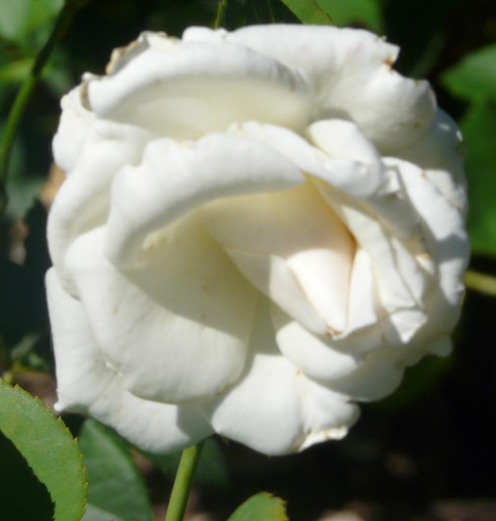 Photo of the bloom of Rose (Rosa 'Pascali') posted by cwhitt - Garden.org