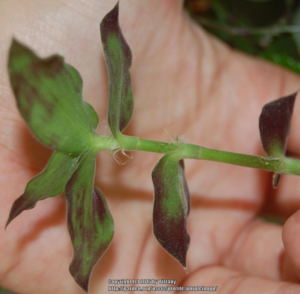 Photo of the leaves of Striped Inch Plant (Callisia gentlei var ...