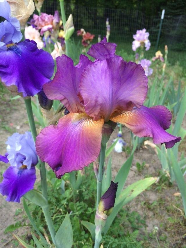 Photo of the bloom of Tall Bearded Iris (Iris 'Pride's Castle') posted ...