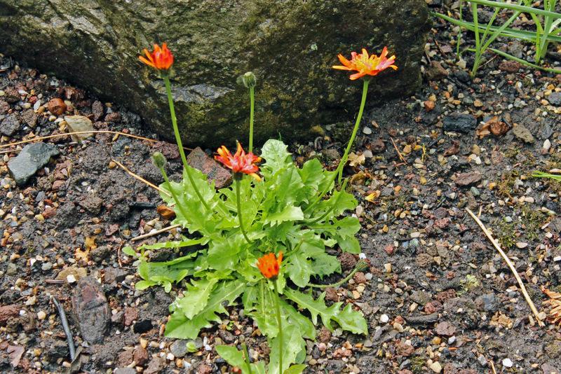 Photo of the entire plant of Golden Hawk's Beard (Crepis aurea) posted ...