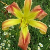 Photo of the bloom of Daylily (Hemerocallis 'Toby Vs Godzilla') posted ...