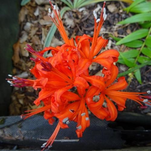 Guernsey Lily (Nerine sarniensis) in the Cape Lilies Database - Garden.org
