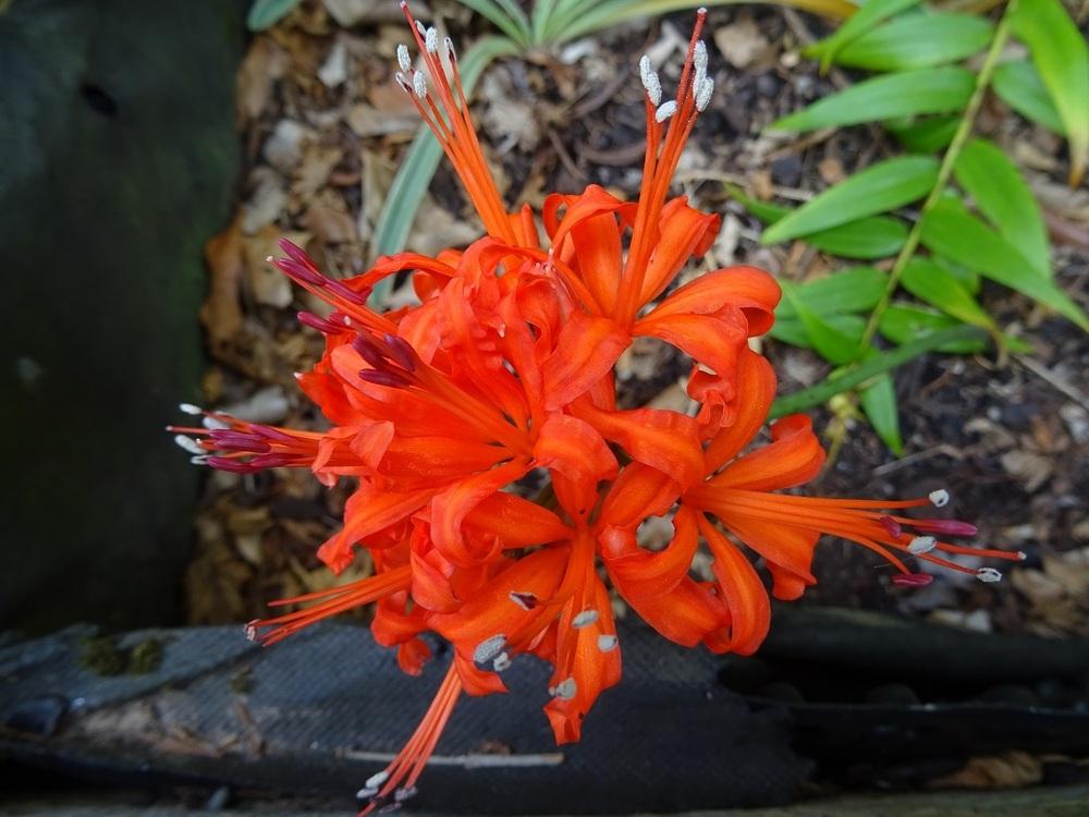 Cape Lilies: Plant Care and Collection of Varieties - Garden.org