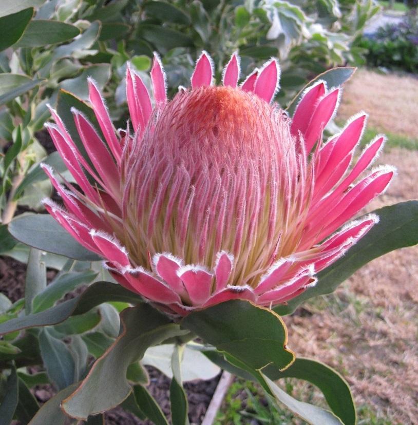 Protea 'Pink Princess' - Garden.org