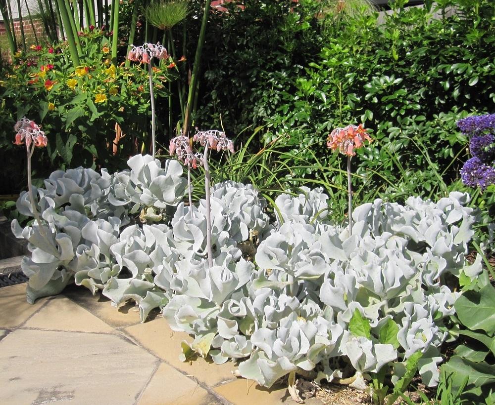 Photo of the entire plant of Pig's Ears (Cotyledon orbiculata 'Silver ...
