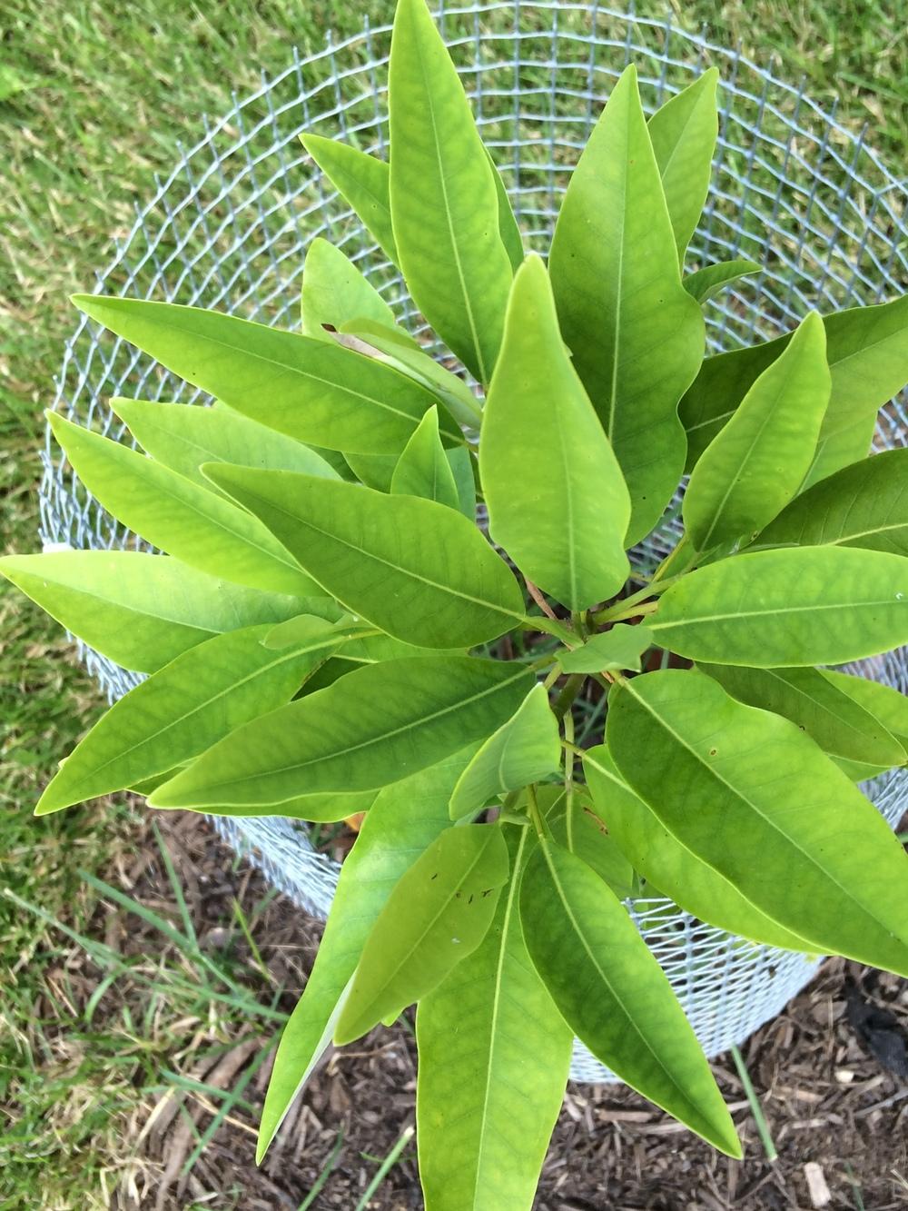 Photo of the seedling or young plant of Sweet Bay Magnolia (Magnolia ...