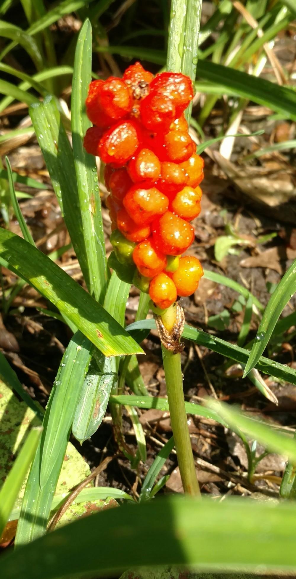 Arums: Plant Care and Collection of Varieties - Garden.org