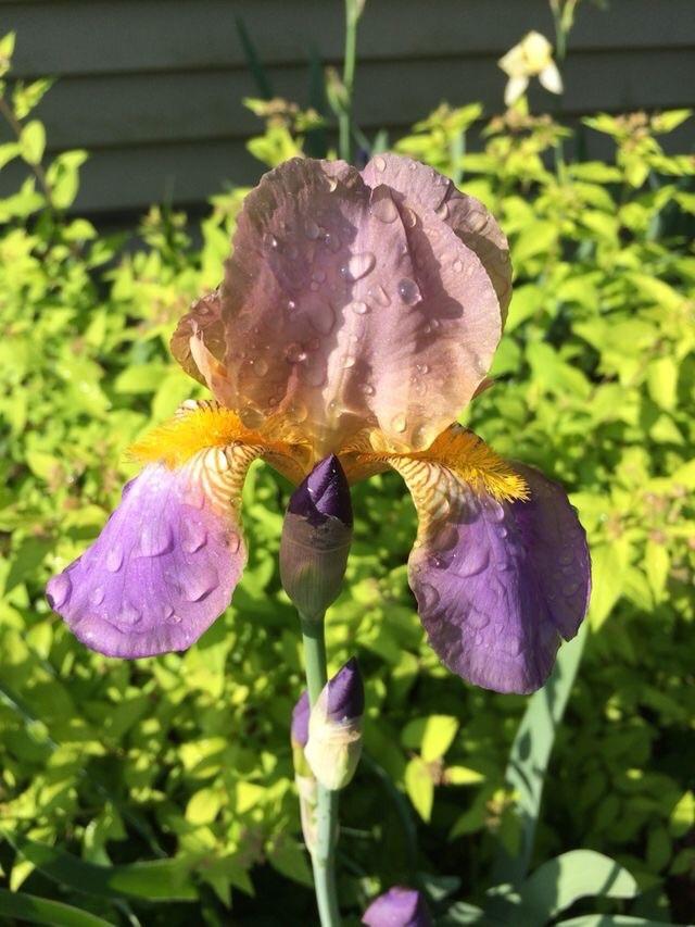 Photo of the bloom of Tall Bearded Iris (Iris 'Quaker Lady') posted by ...