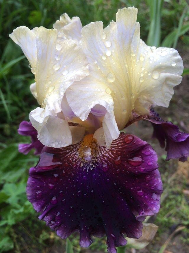 Photo of the bloom of Tall Bearded Iris (Iris 'Triple Dip') posted by Lbsmitty - Garden.org