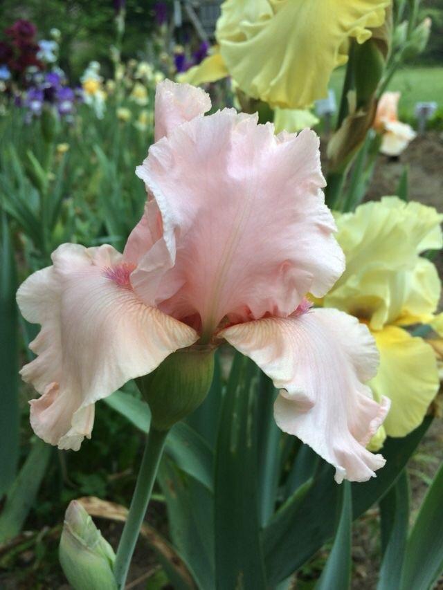 Photo of the bloom of Tall Bearded Iris (Iris 'June Krausse') posted by ...