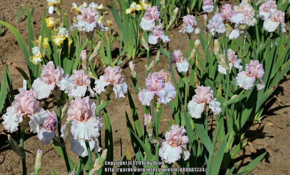 Photo of the bloom of Tall Bearded Iris (Iris 'Vanity Girl') posted by ...