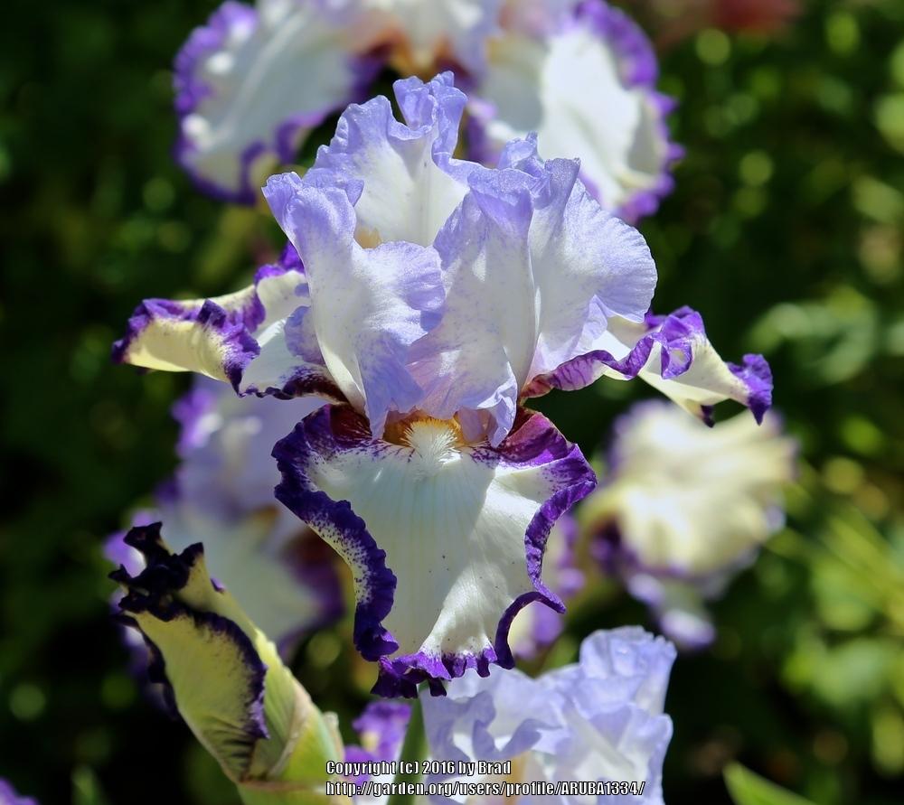 Photo of the bloom of Tall Bearded Iris (Iris 'Rings True') posted by ...