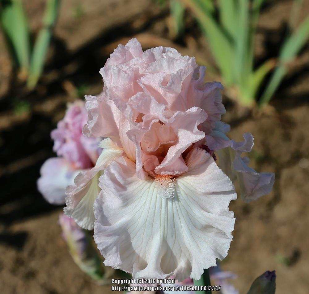 Photo of the bloom of Tall Bearded Iris (Iris 'Vanity Girl') posted by ...