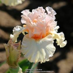Photo of the bloom of Border Bearded Iris (Iris 'Girl in Paris') posted ...