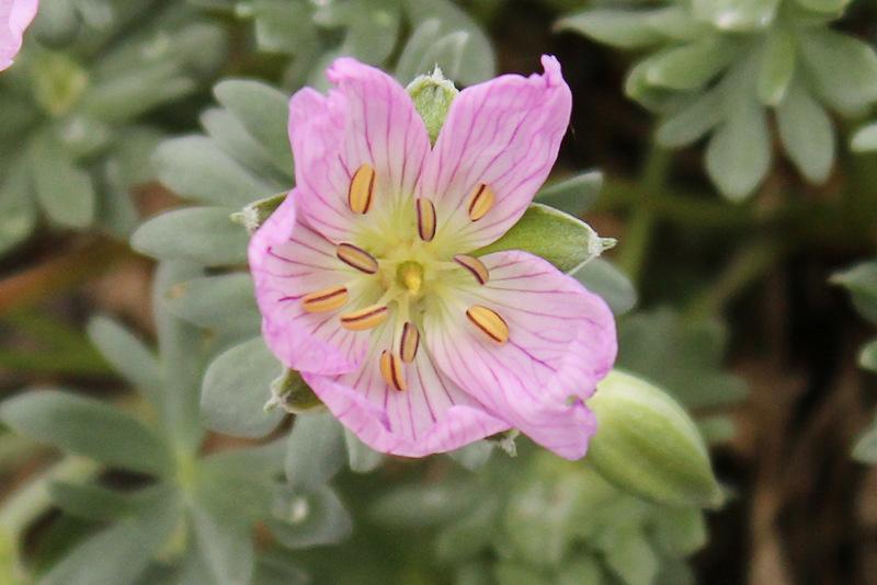 Silvery Crane's Bill (Geranium argenteum) in the Geraniums Database ...