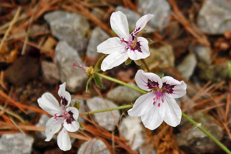 Erodium guttatum in the Erodiums Database - Garden.org