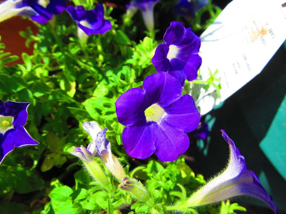Photo of the bloom of Milliflora Spreading/Trailing Petunia (Petunia ...
