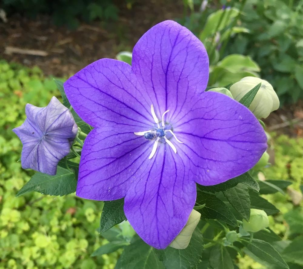 Photo of the bloom of Balloon Flower (Platycodon grandiflorus ...
