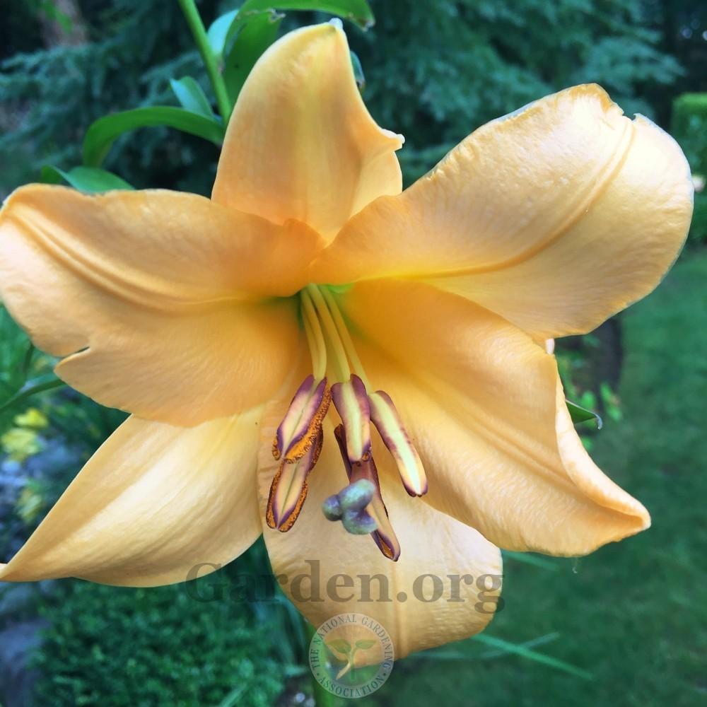 Photo of the bloom of Lily (Lilium 'Saltarello') posted by Patty ...