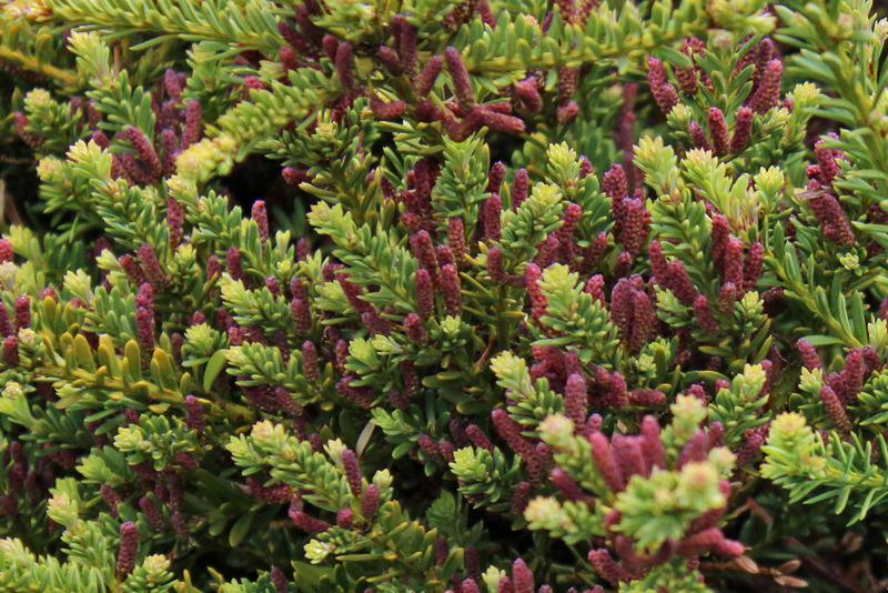 Photo of the bloom of Mountain Plum Pine (Podocarpus lawrencei) posted ...