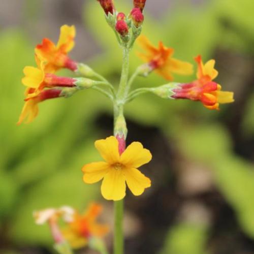 Yellow Candelabra Primrose (Primula chungensis) in the Primroses ...
