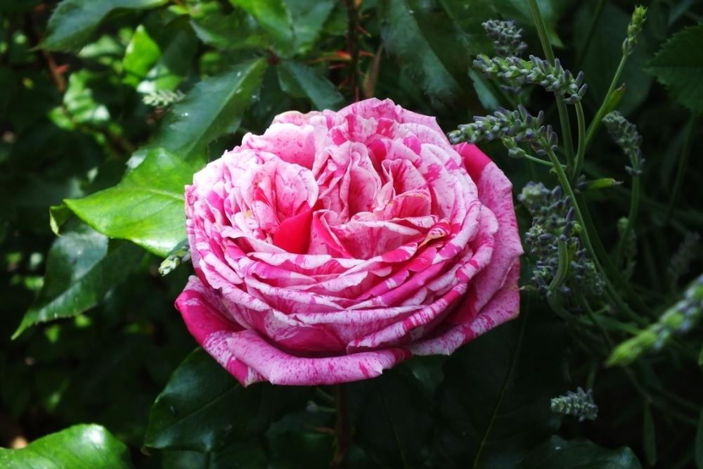 Rose (Rosa 'Crazy Fashion') in the Roses Database - Garden.org