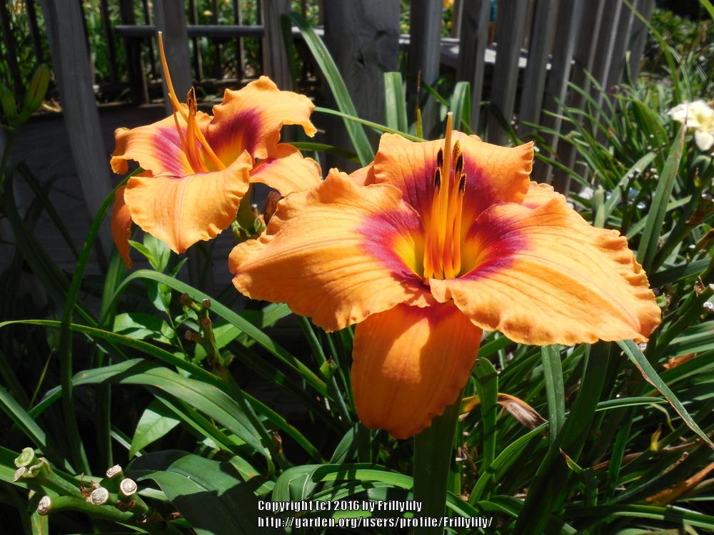 Daylily (Hemerocallis 'Sunset Jubilee') in the Daylilies Database ...