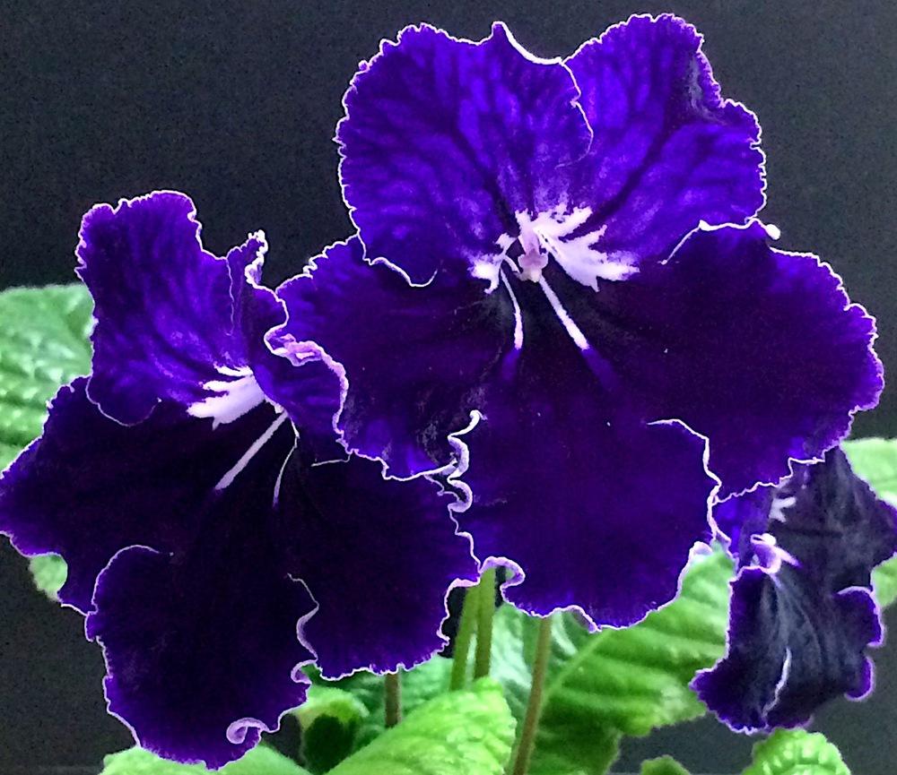 Photo of the bloom of Cape Primrose (Streptocarpus 'Midnight Thunder ...