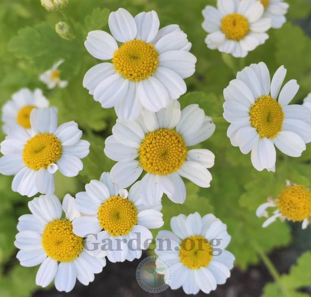 Photo of the bloom of Golden Feverfew (Tanacetum parthenium 'Aureum ...