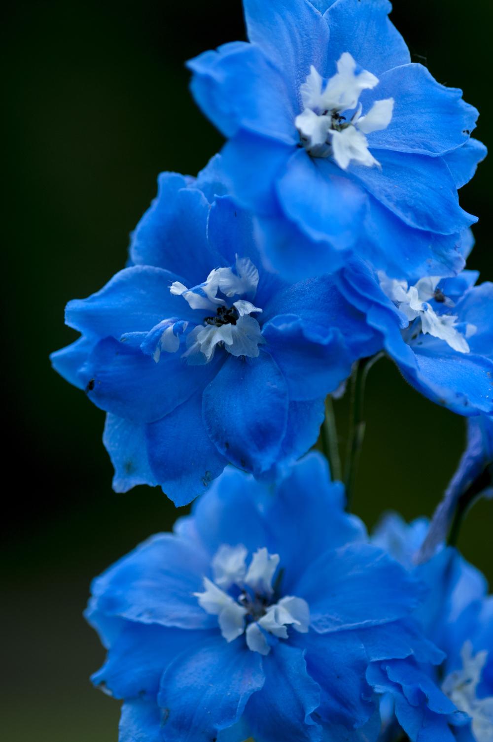 Delphiniums: Plant Care and Collection of Varieties - Garden.org
