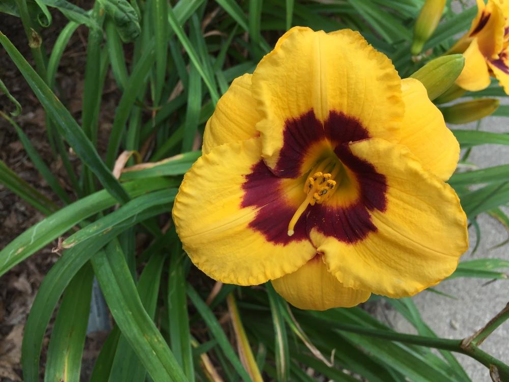 Photo of the bloom of Daylily (Hemerocallis 'Blackberry Candy') posted ...