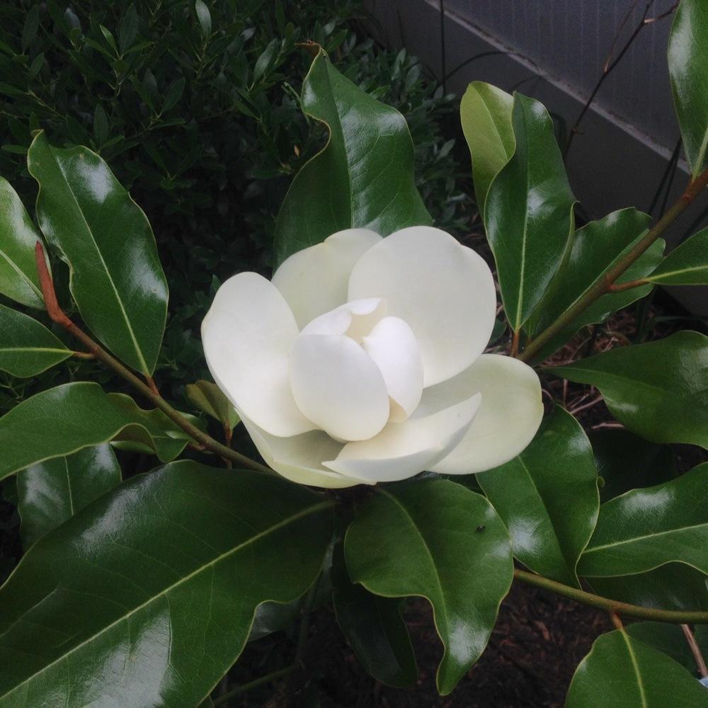 Large-flowered Magnolia (Magnolia grandiflora 'Edith Bogue') in the ...