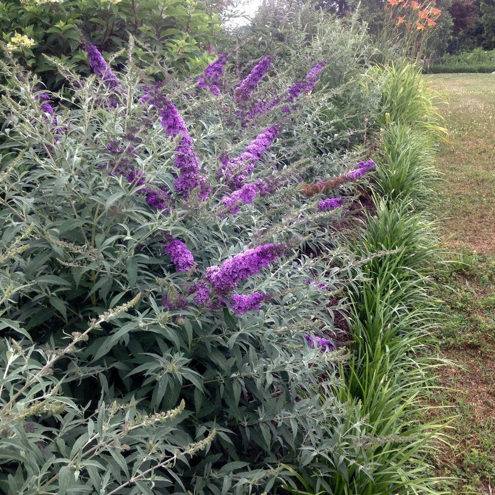 Photo of the entire plant of Butterfly Bush (Buddleja Buzz™ Sky Blue ...