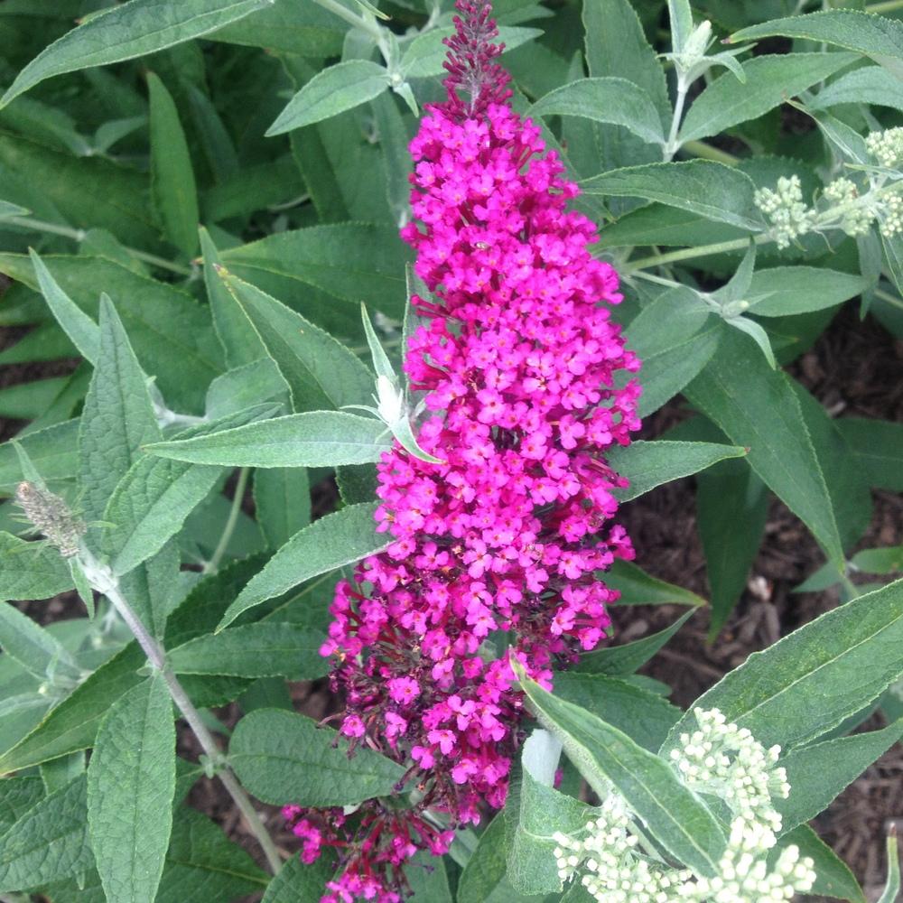 Photo of the bloom of Butterfly Bush (Buddleja Buzz™ Velvet) posted by ...