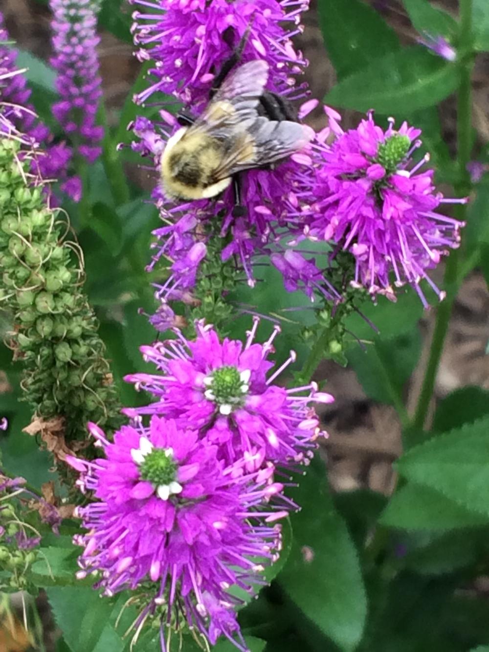 Photo of the bloom of Spiked Speedwell (Veronica 'Purpleicious') posted ...
