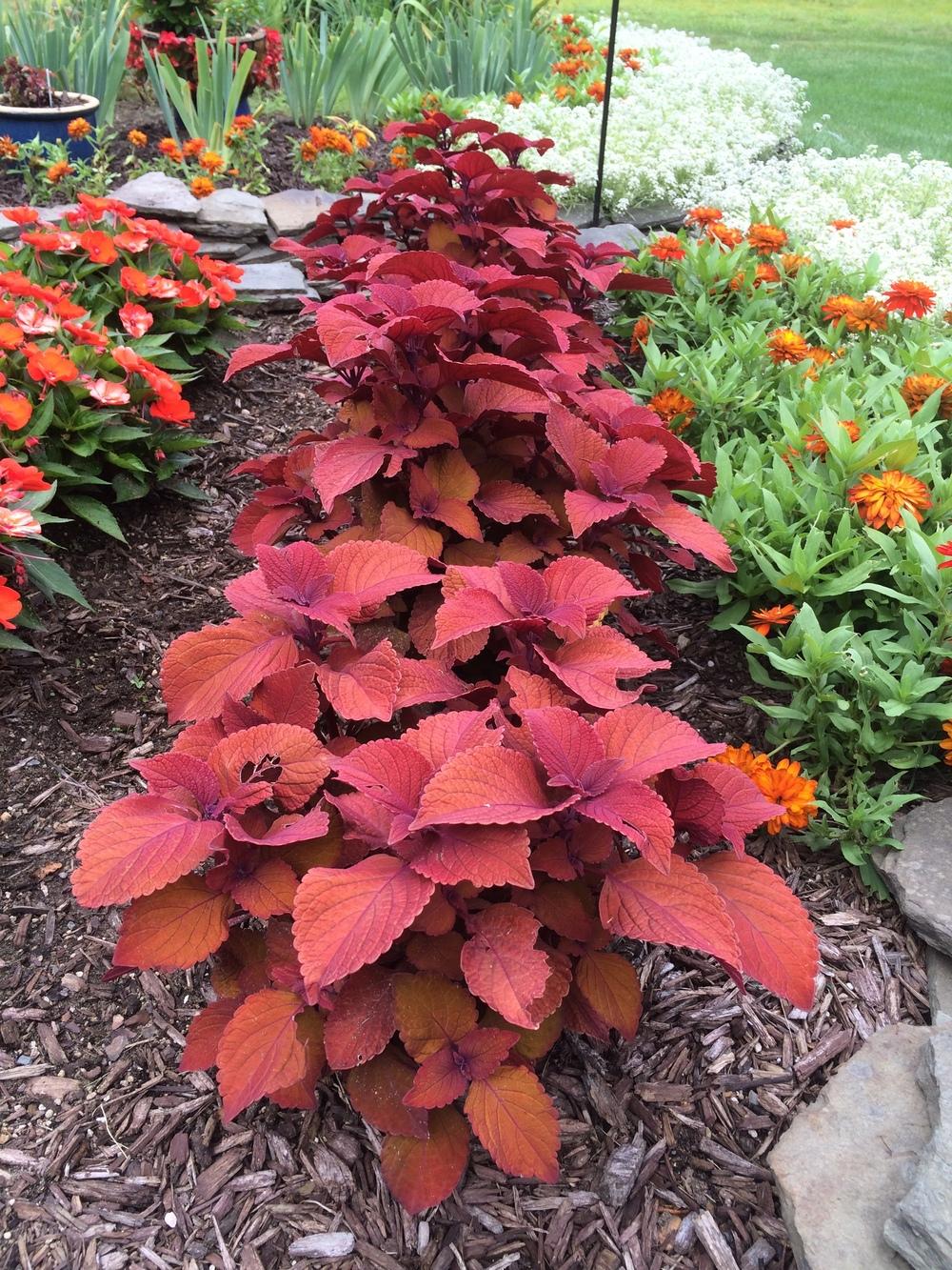 Photo of the entire plant of Coleus (Coleus scutellarioides ChargedUp ...