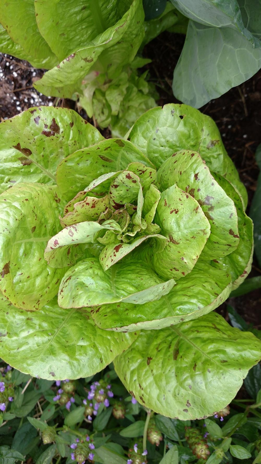 Lettuces: Plant Care and Collection of Varieties - Garden.org