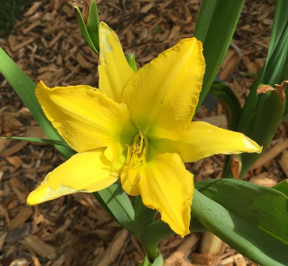 Photo of the bloom of Daylily (Hemerocallis 'Hyperion Supreme') posted ...