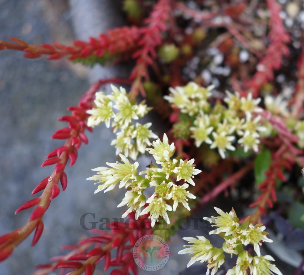 Photo of the bloom of Stonecrop (Petrosedum ochroleucum 'Red Wiggle ...