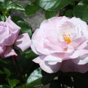 Rose (Rosa 'Smooth Moonlight') in the Roses Database - Garden.org