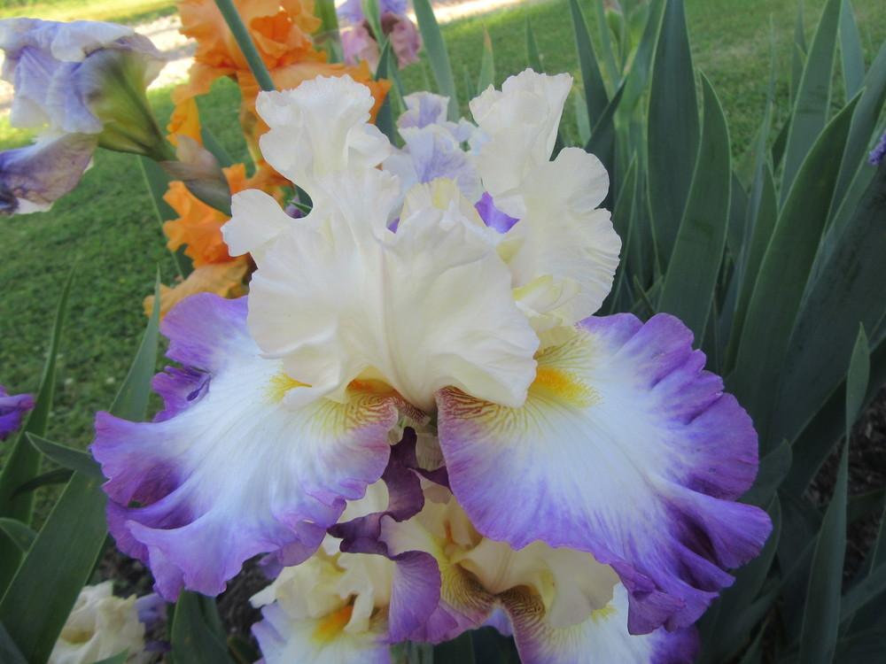 Photo of the bloom of Tall Bearded Iris (Iris 'Day on the Bay') posted ...