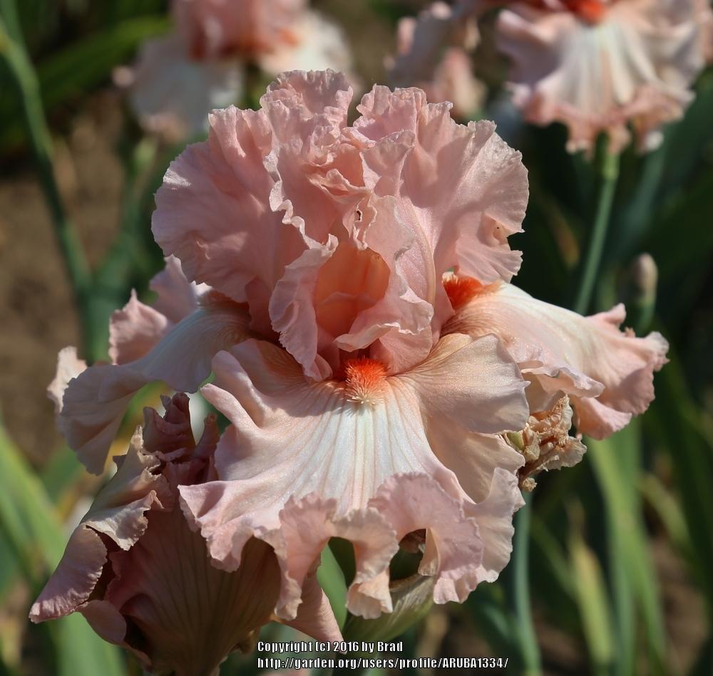 Tall Bearded Iris (Iris 'Fantasy in Pink') in the Irises Database ...
