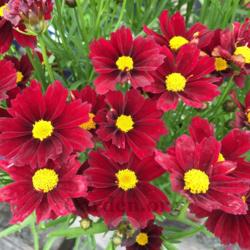 Photo of the entire plant of Tickseed (Coreopsis Li'l Bang™ Red Elf ...