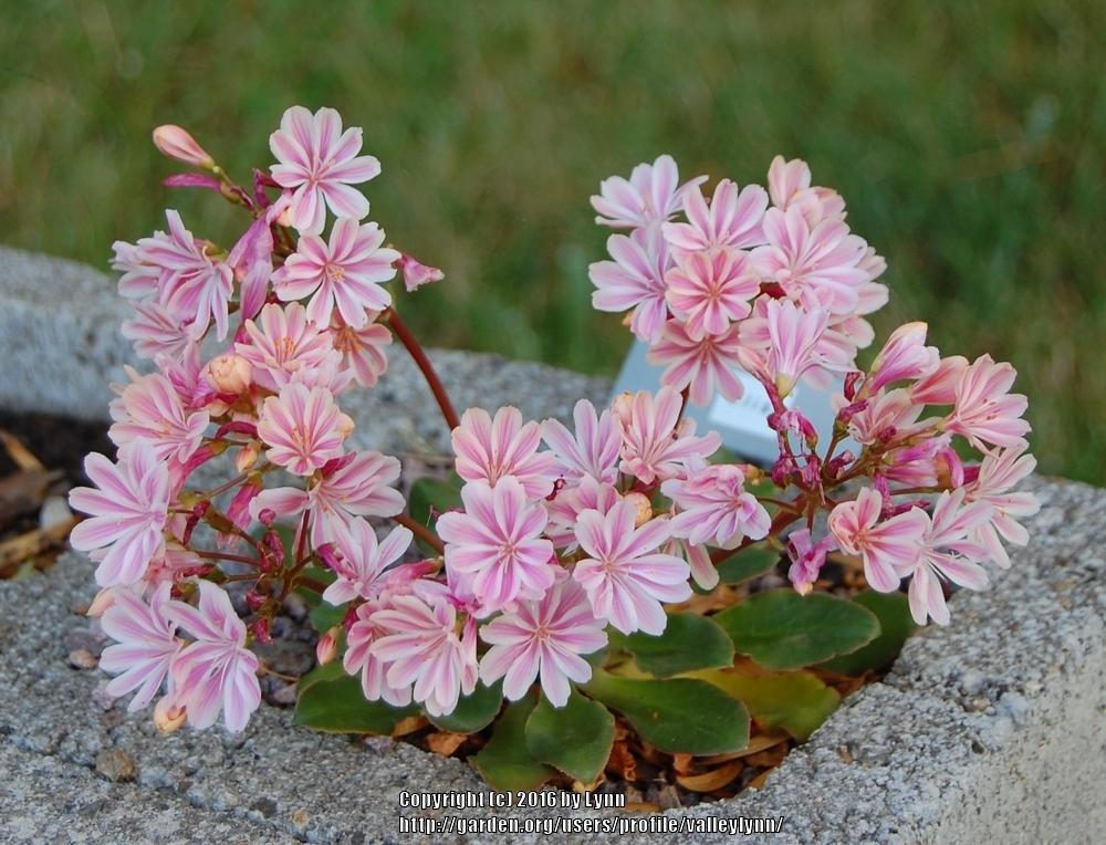 Photo of the entire plant of Lewisia (Lewisia cotyledon 'Elise') posted ...