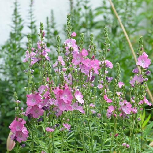 Checker Mallow (Sidalcea 'Candy Girl') - Garden.org