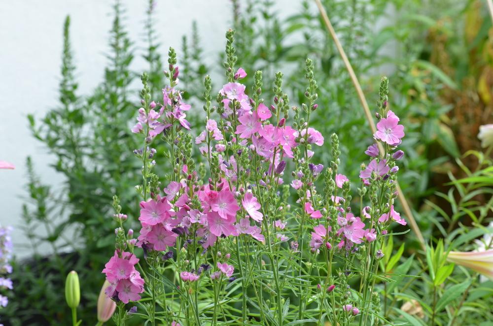 Checker Mallow (Sidalcea 'Candy Girl') - Garden.org