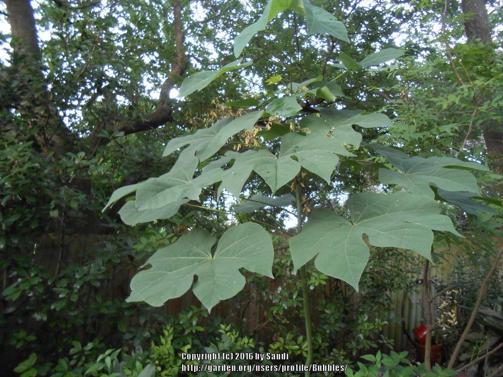 Chinese Parasol Tree Varnish Tree