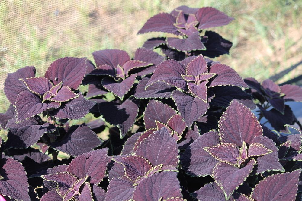 Photo of the entire plant of Coleus (Coleus scutellarioides Main Street Abbey Road™) posted by ...