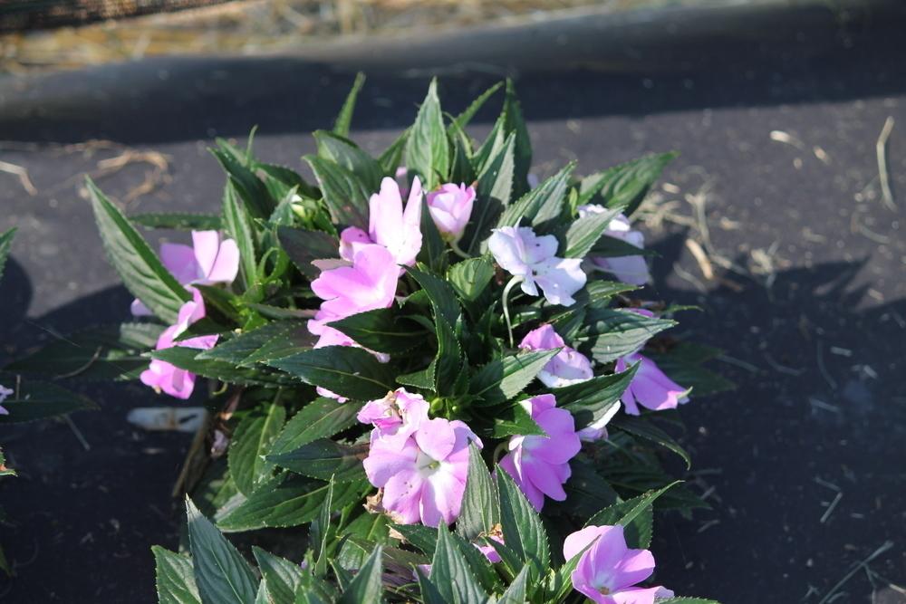 New Guinea Impatiens (Impatiens hawkeri Infinity® Lavender) - Garden.org
